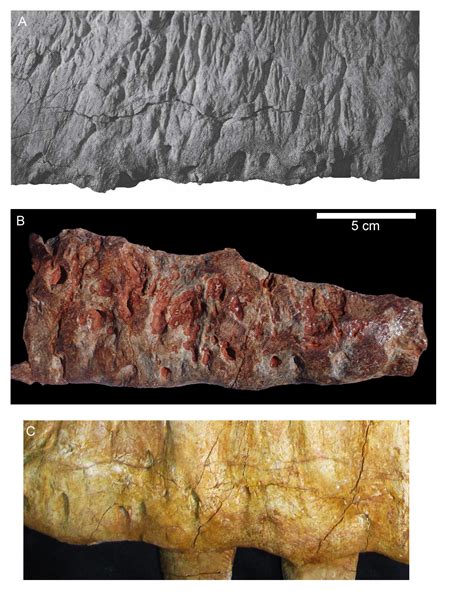 Theropoda Carcharodontosaurus Vs Sauroniops