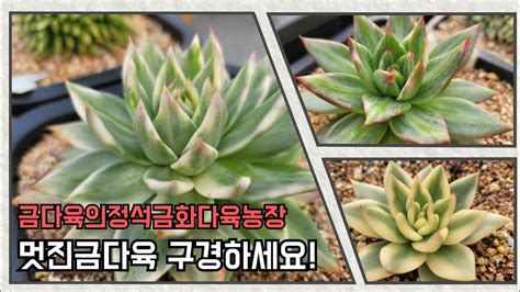 금화다육농장 금다육초특가소개아그네스금쪽빛에보니금설백마리아금초특가나비복륜금마리아금 Youtube