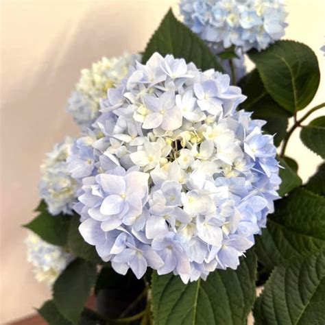 四季咲きアジサイ霧島の恵みブルー 5号鉢植え の通販 園芸ネット