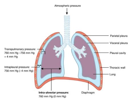 Process Of Breathing Diagram Explain The Mechanism For Breat