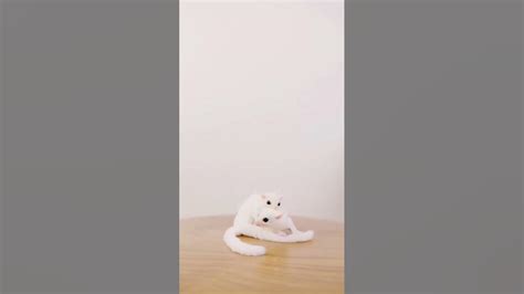 Sugar Gliders Sex Shorts Video Sugar Glider Shorts Youtubeshorts Sugargliders Short