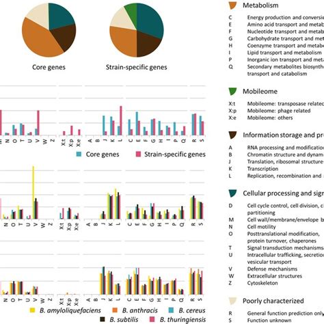 Differential Distribution Of Cog Functional Categories In Core And