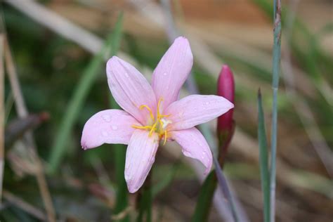 Pink Rain Lily