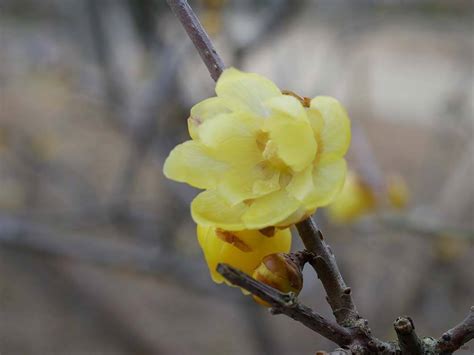 ロウバイ 蝋梅 の花言葉花の香りや種類実の特徴は HORTI ホルティ by GreenSnap