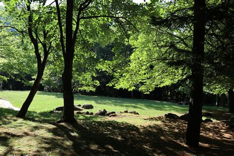 나무와 덤불이있는 잔디밭 사진 Unsplash의 무료 이미지