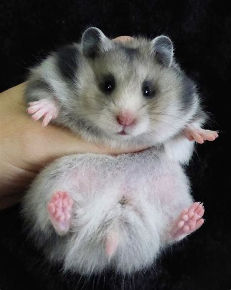 Фотографии Домашних Хомяков – Telegraph