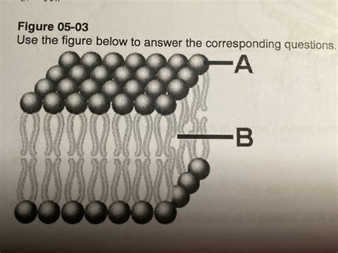 Ch Membrane Structure Synthesis And Transport Test Flashcards