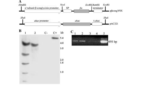 A Schematic Representation Of The Expression Cassettes Of The Download Scientific Diagram