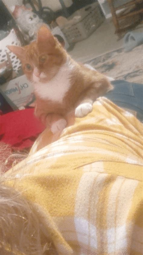 Orange Boi Held Me Hostage I Was Lying Down After Work R Cathostages