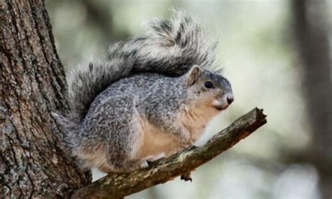 Delmarva Fox Squirrel Distribution Map