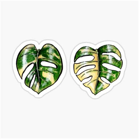 Monstera Variegata I Sticker By Senaar Redbubble