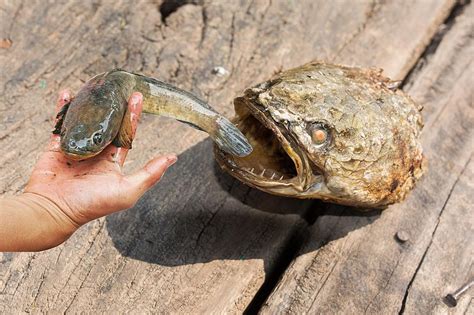 Snakehead Eating Bass