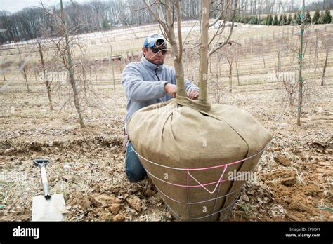 Tree Nursery Hi Res Stock Photography And Images Alamy