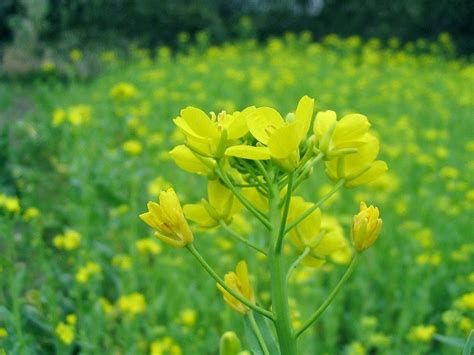 芸薹图册 360百科