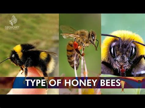 How Many Different Color Bees Are There