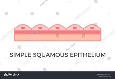 Histology Simple Squamous Over 56 Royalty Free Licensable Stock