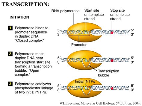 Antibiotics Bind To Rna Polymerase And