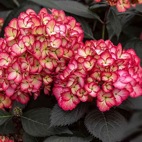 Greenleaf Garden Center Handsome Plants Delivered With Love