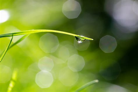 Капля воды на травинке · бесплатная фотография от Denisark картинки на Fonwall