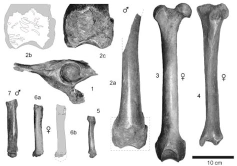 Pleistocene Panthera Leo Spelaea Goldfuss 1810 Remains From The Balve