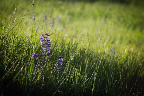 Meadow Grass Flowers Free Photo On Pixabay