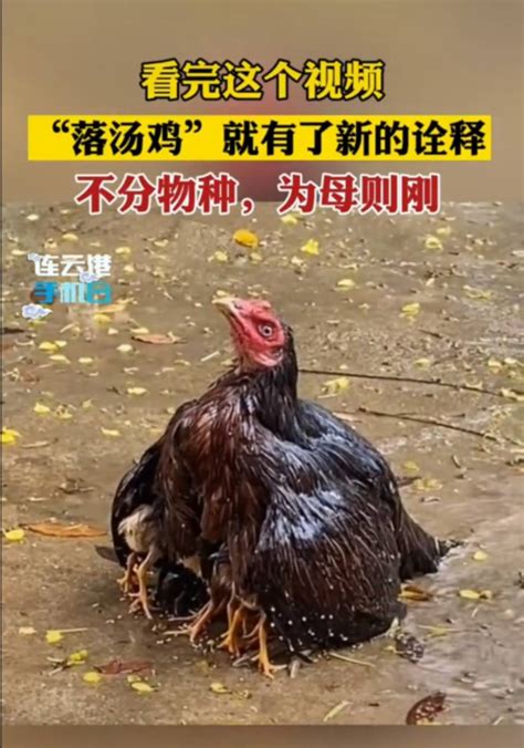 母爱不分物种！ 搜狐大视野 搜狐新闻