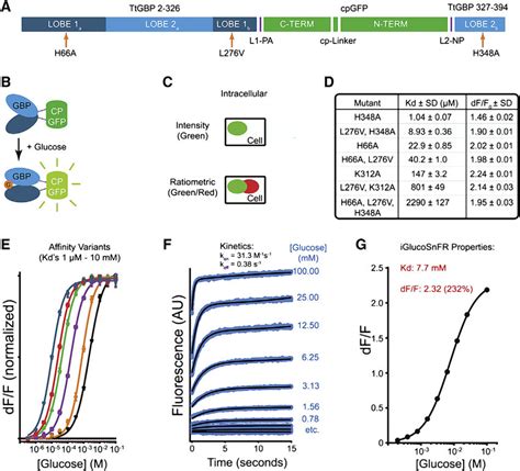 Sensor Design And Properties A Schematic Of Iglucosnfr Sensor Download Scientific Diagram