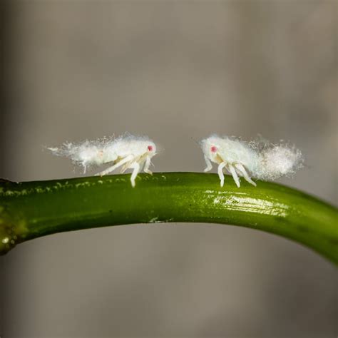 2 Asian Woolly Hackberry Aphids Chilling Together On A Leaf Stalk R Insects