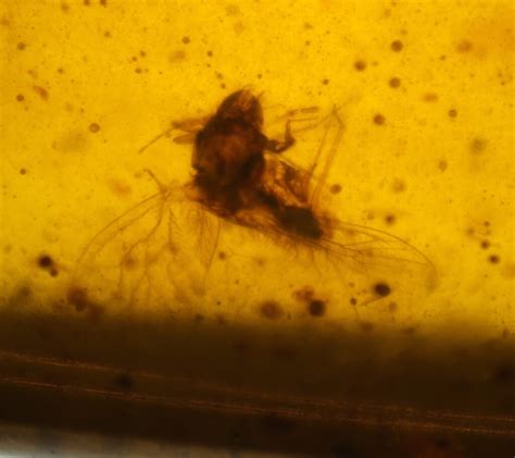 Psocodea Barklouse †archaeatropidae Bioquipbugs