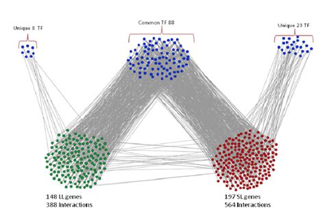 Figure S1 Transcriptional Regulation Of Long Lived And Short Lived
