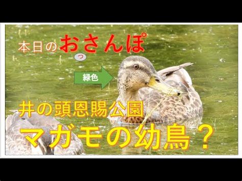 マガモの幼鳥井の頭恩賜公園コサギ雛誕生井の頭自然文化園本日のおっさんぽ YouTube