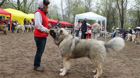 Национальная выставка кавказская овчарка 2015 Youtube