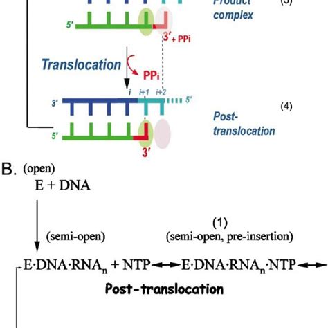 A Schematic Representation Of A Single Nucleotide Addition Cycle A Download Scientific