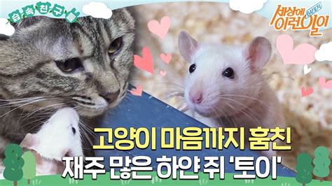 [ 습속친구들] 고양이 마음까지 훔친 재주 많은 하얀 쥐 ‘토이 순간포착세상에이런일이 Whatonearth