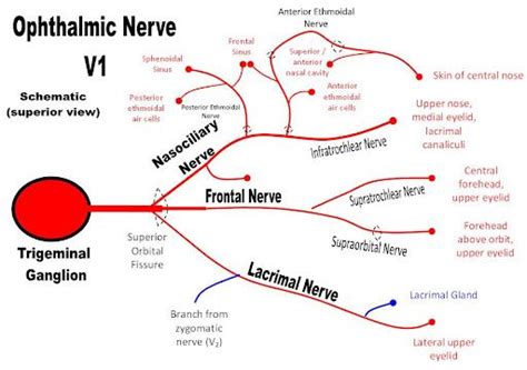 Trigeminal Nerve Branches Chart