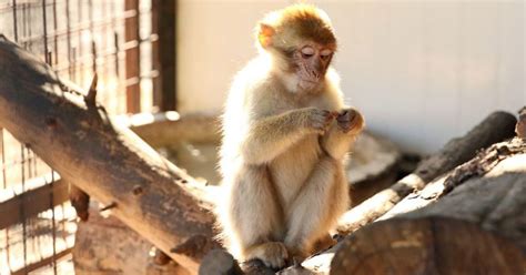 6 წლის ბავშვს მაიმუნმა უკბინა მოზარდი რუსთავის საავადმყოფოში შეიყვანეს