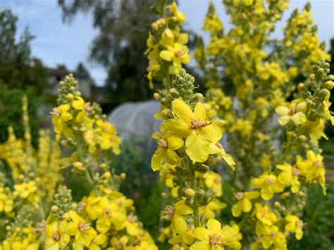 Mullein Olympic Rhythm Seed Farm