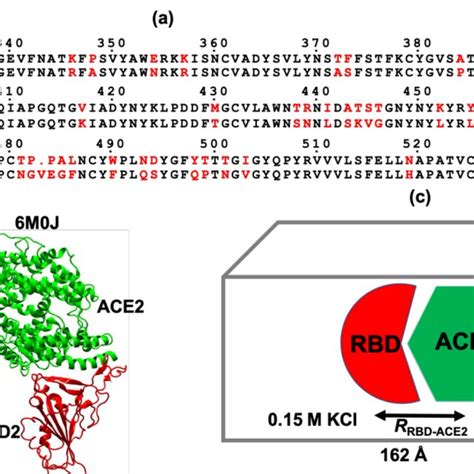 A Sequence Alignment Of Receptor Binding Domains Rbd Of Sars Cov