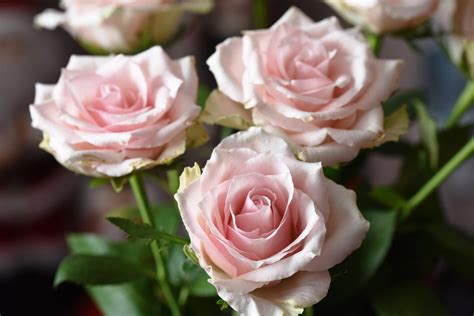 Dsc 7818 Paul Judge Flickr