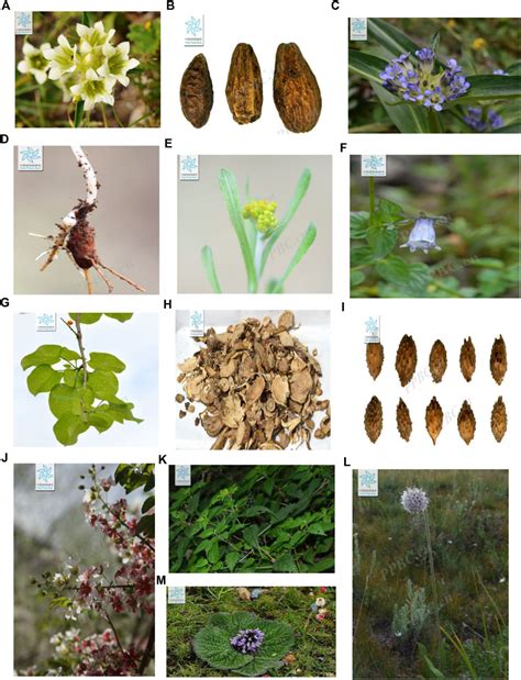 Frontiers | Traditional Tibetan medicine: therapeutic potential in ...