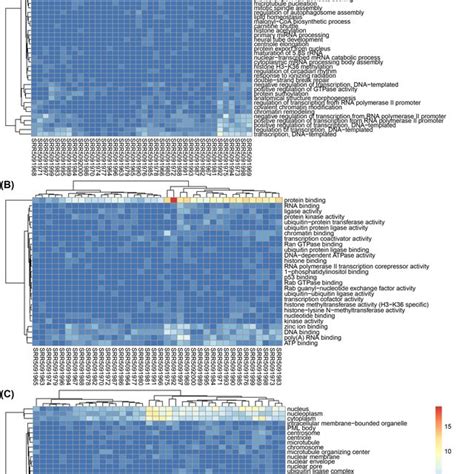 Heatmap Of Go Terms For The Circrna Host Genes In 38 Single Cell