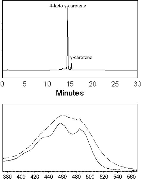 Hplc Analysis Of Carotenoids In Rhodococcus An12 The Hplc Elution