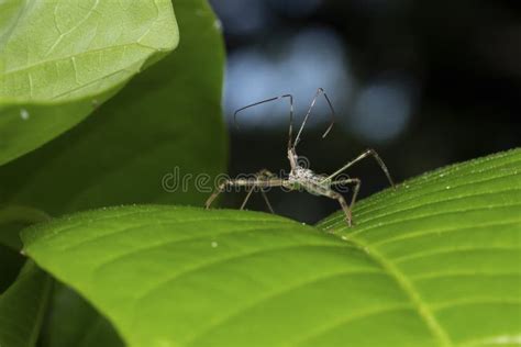 Assassin Bug On A Mango Leaf Rhynocoris Iracundus Satara