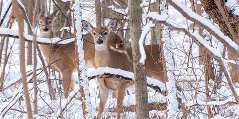 Do Deer Hibernate In Winter Sleep Patterns Explained