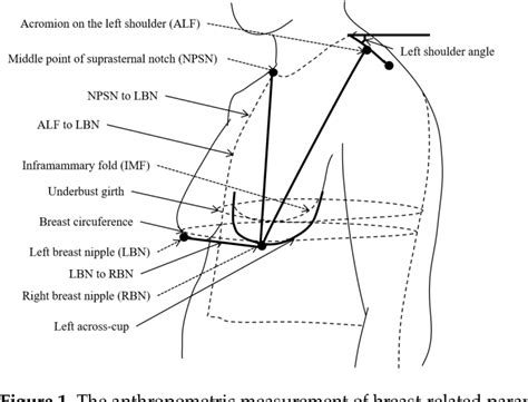 Figure 1 From A Systematic Analysis Of 3d Deformation Of Aging Breasts