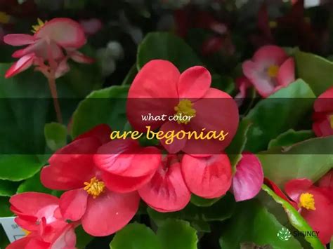 What Color Are Begonias A Complete Overview Of Their Flower Hues Shuncy