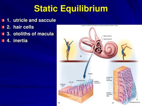 Ppt The Special Senses Powerpoint Presentation Free Download Id635993