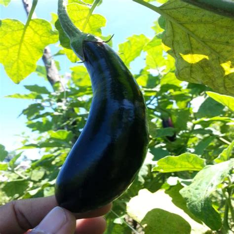 Detection Stage Object Detection Dataset By Asphyxiasea