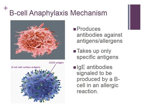 Anaphylaxis Pathophysiology Youtube