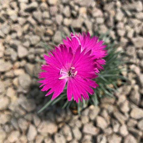 Dianthus Firewitch Seeds